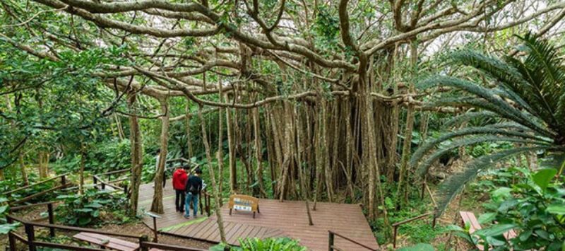 Okinawa Yambaru National Park - Travel Recommends
