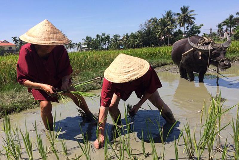 Private Tour - Hoi An wet rice farming and fishing life (MY) - Travel ...